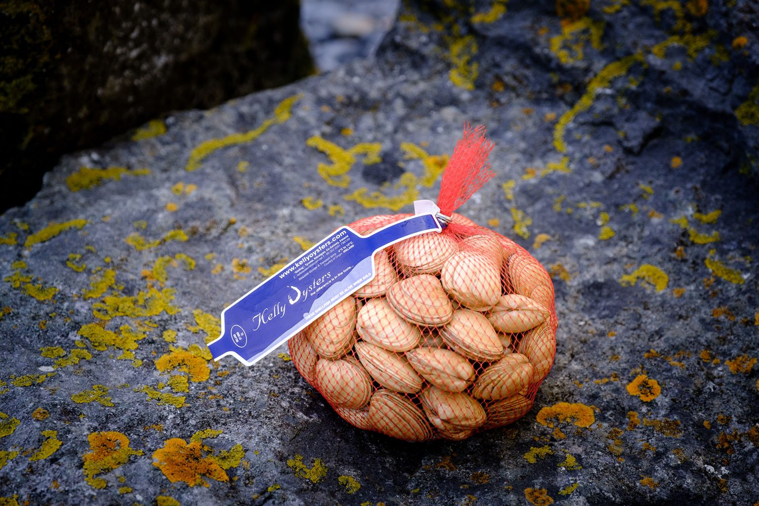 Wild Surf Clams (1kg) - Kelly Oysters | Ireland